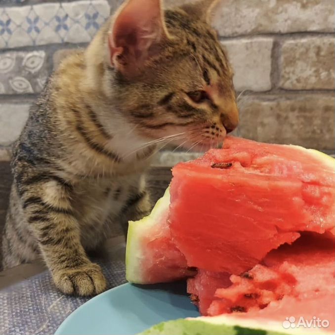 Котенок-спасеныш ищет дом