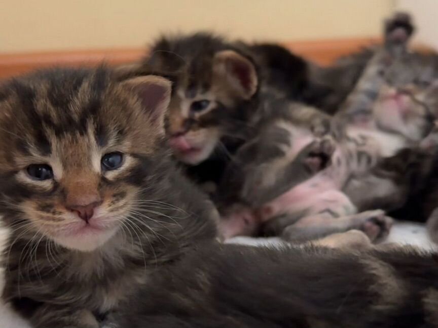 Котята мейкун