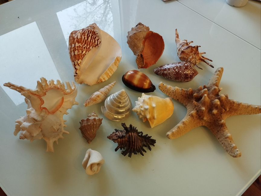 Морские ракушки раковины коллекция