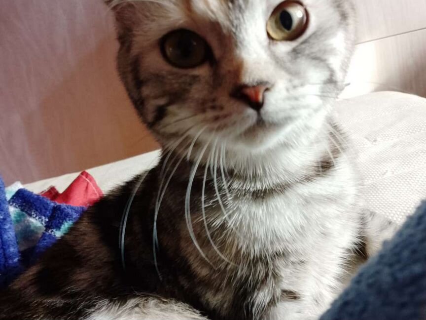 Кошечка на вязку