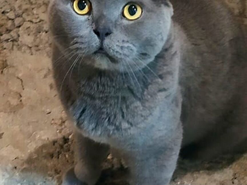 Кот британец