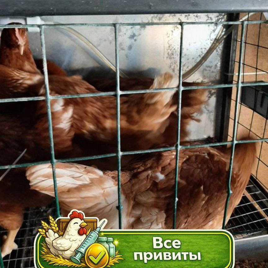 Куры несушки с доставкой