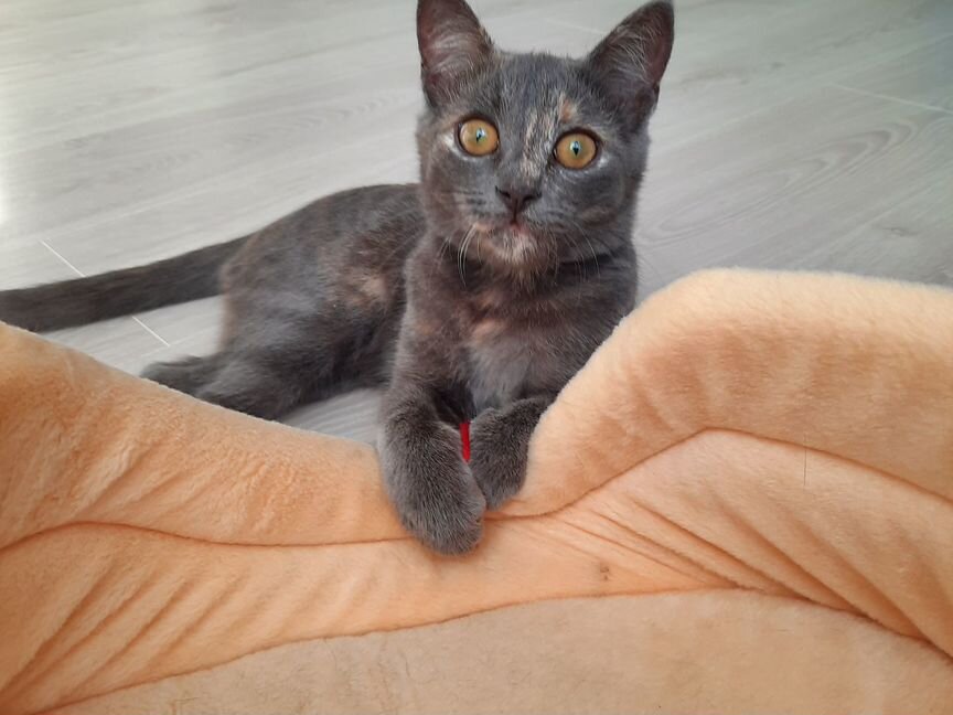 Котенок Моня в добрые руки