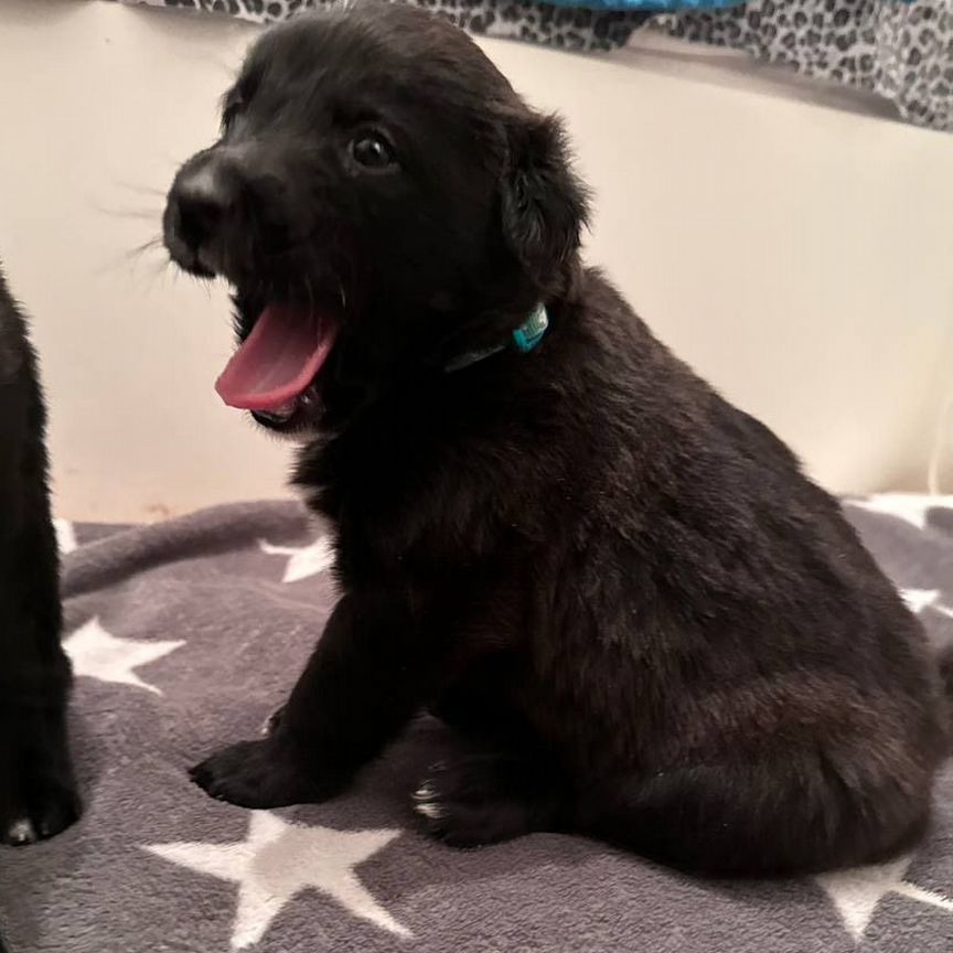 Щенок от частного владельца