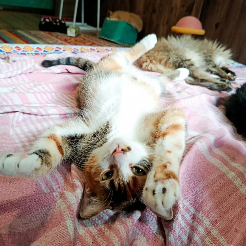 Кошка на удаленке