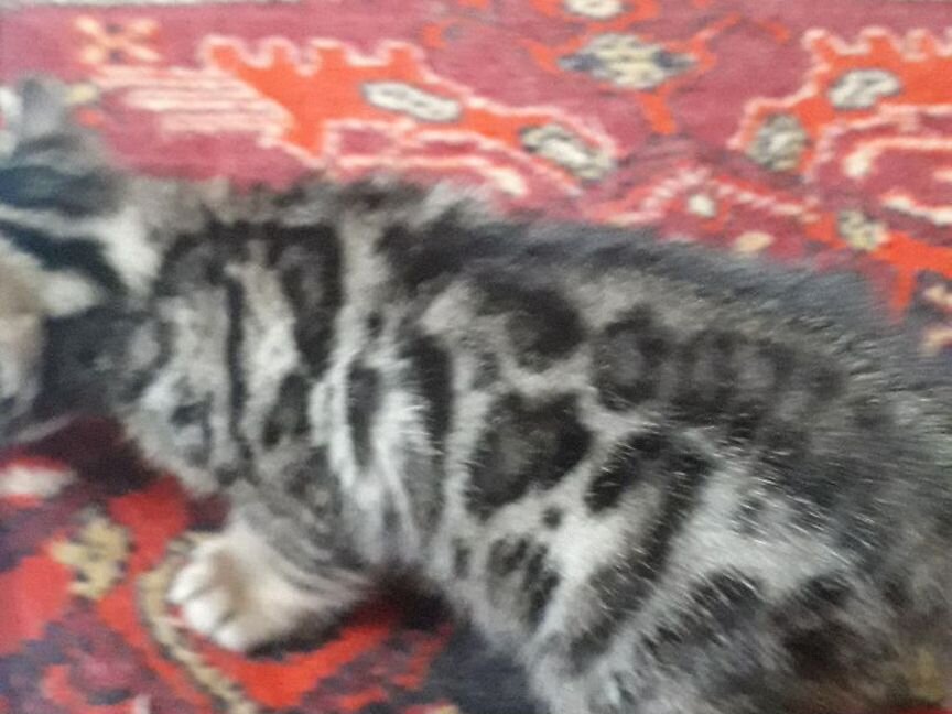 Бенгальские котята