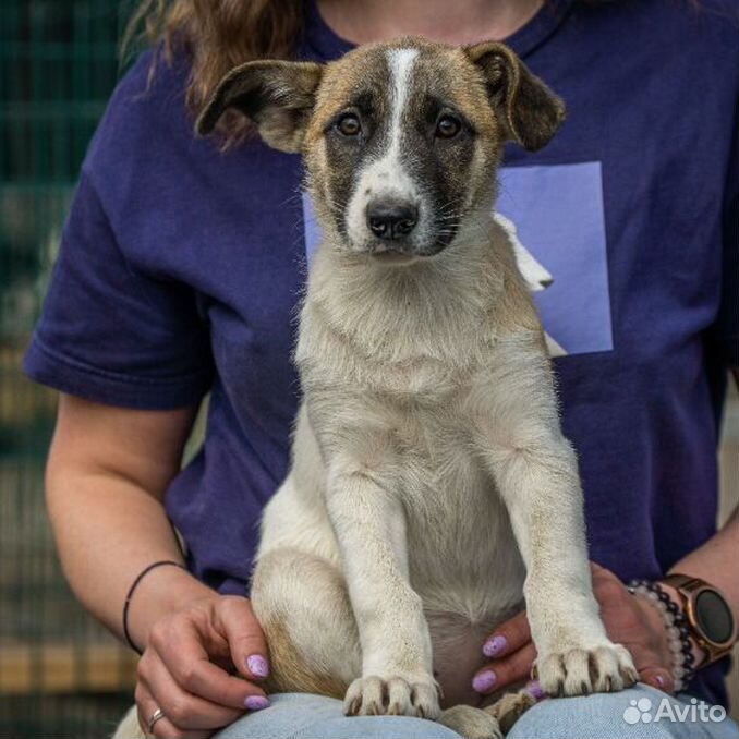 Долли – малышка с надеждой в глазах, в добрые руки