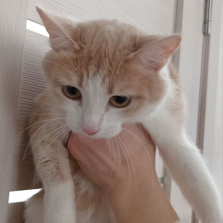 Кошечка-мышеловка