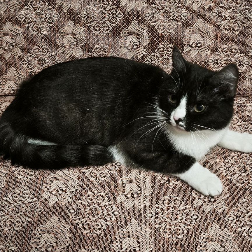 Взрослая, кошка в добрые руки