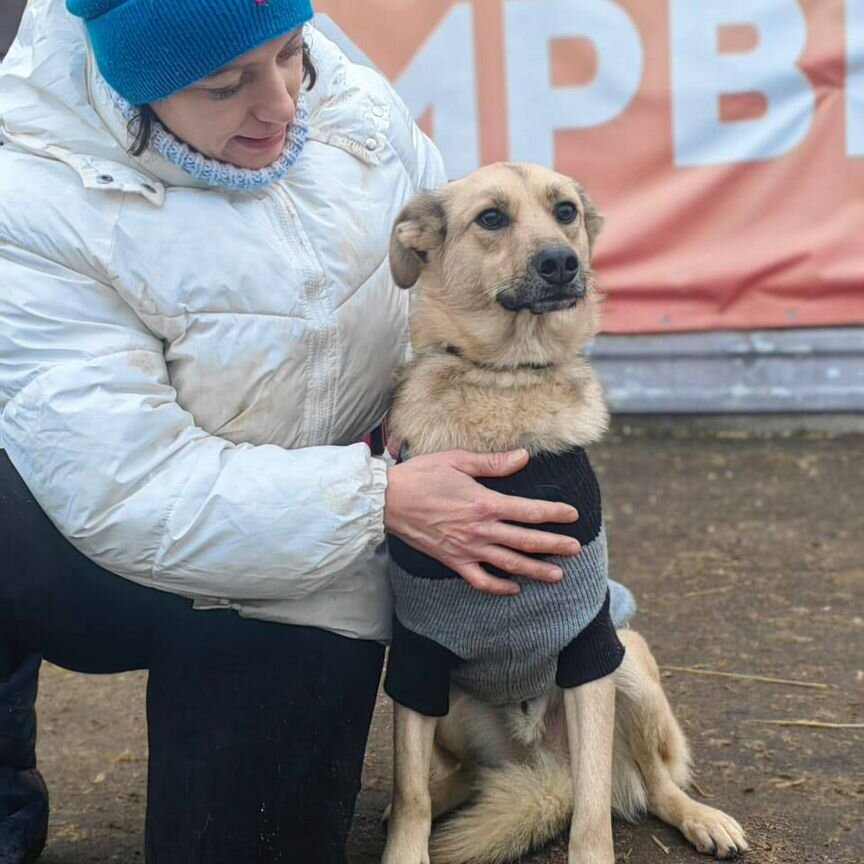 Одинокий щенок Коля. Приют Некрасовка. В дар
