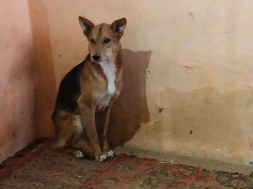Вот такое чудо ждёт самого лучшего хозяина