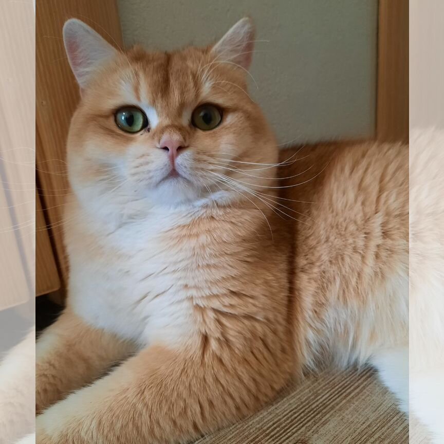 Британский короткошёрстный котёнок