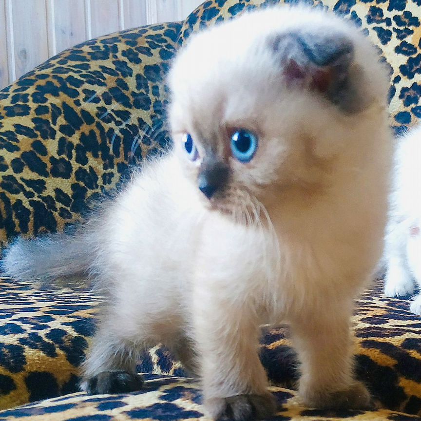 Шотландские плюшевые вислоухие прямоухие котята