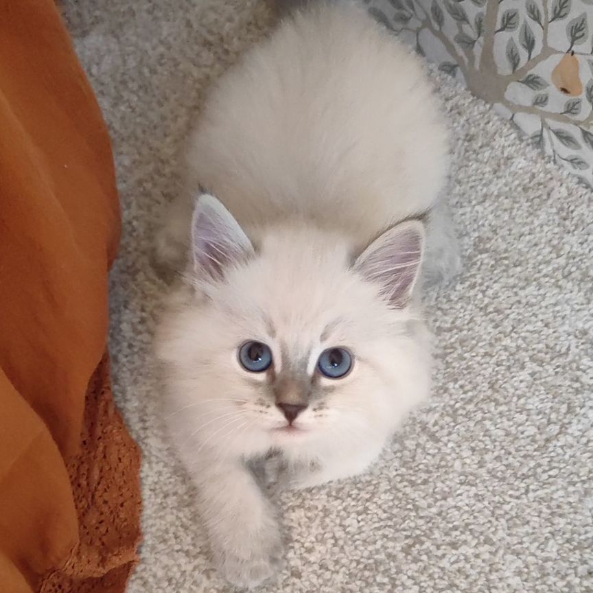 Невский маскарадный котёнок