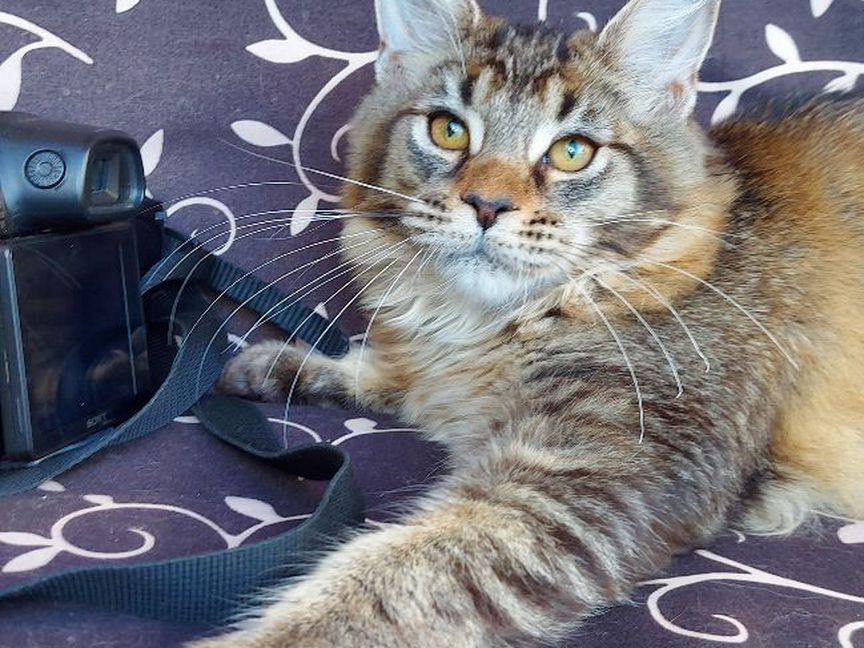 Котята мейн кун