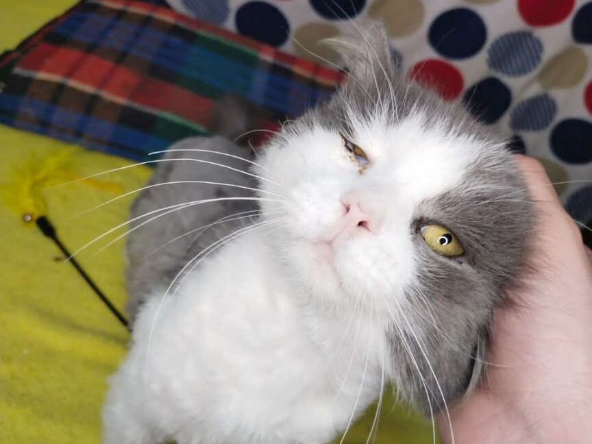 Кот Пират