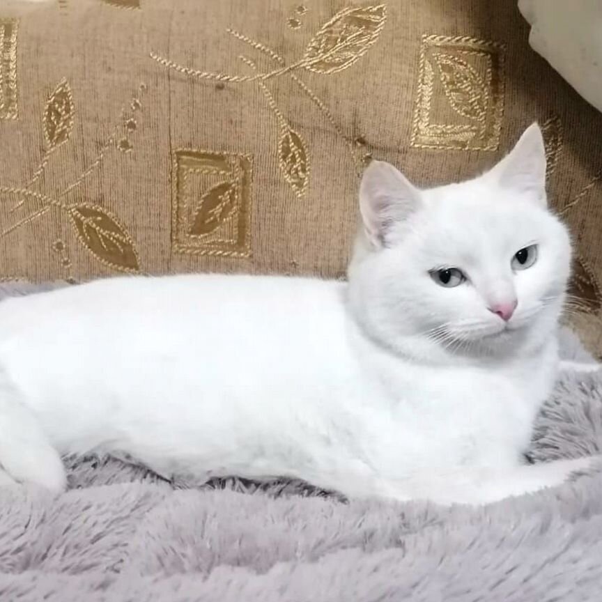 Белоснежная Снежка ждет маму