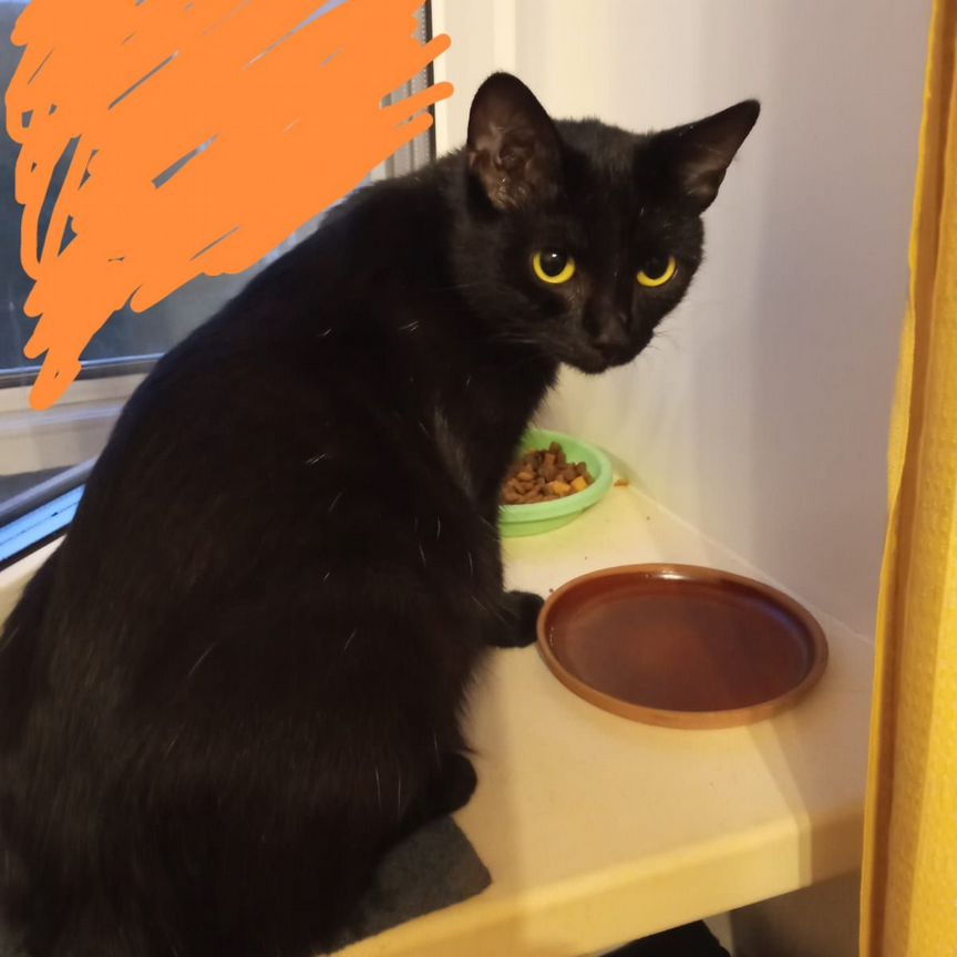 Ищем кошечке друга