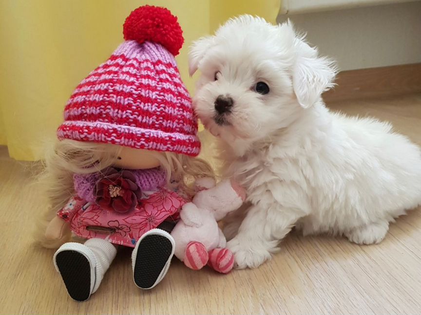 Мальтезе Мальтийская болонка