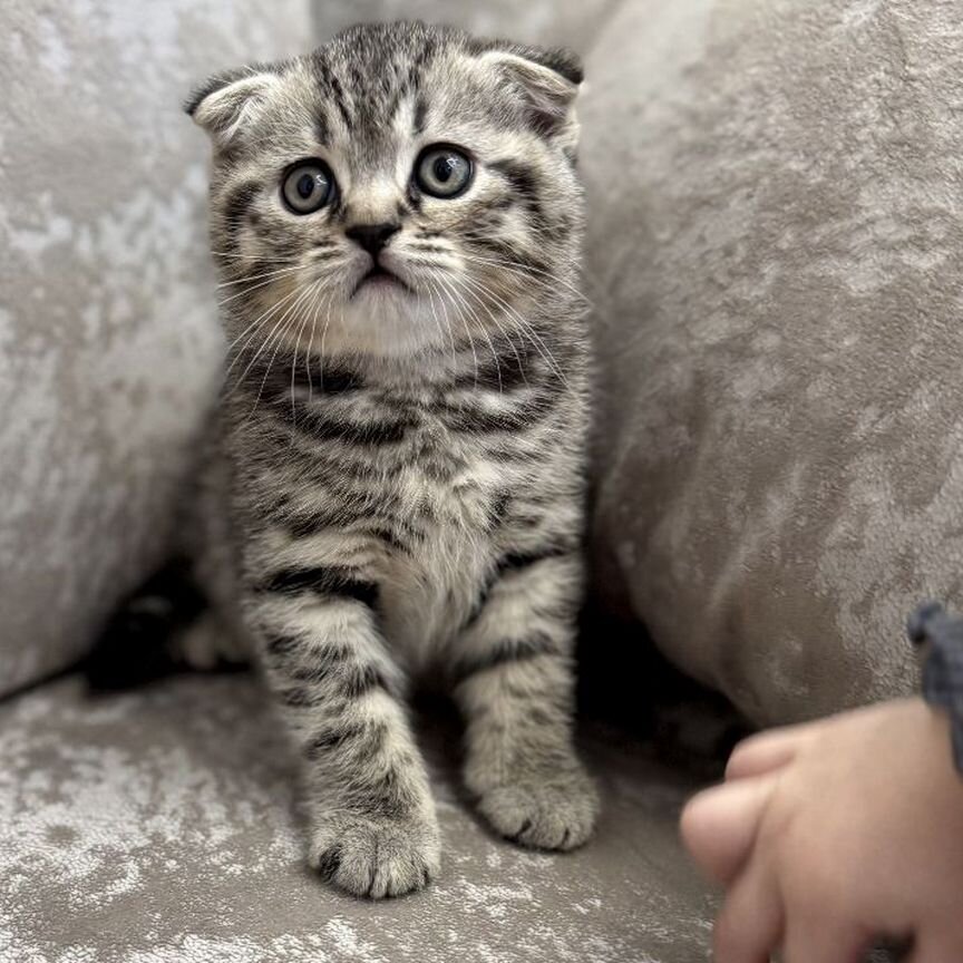 Шотландский котенок мальчик