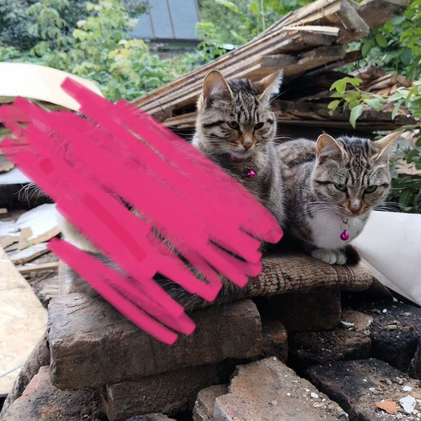 Котики бесплатно