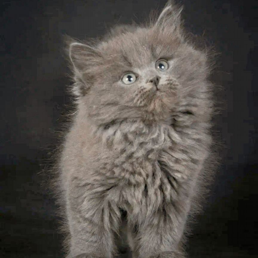 Шикарный сибирский котик
