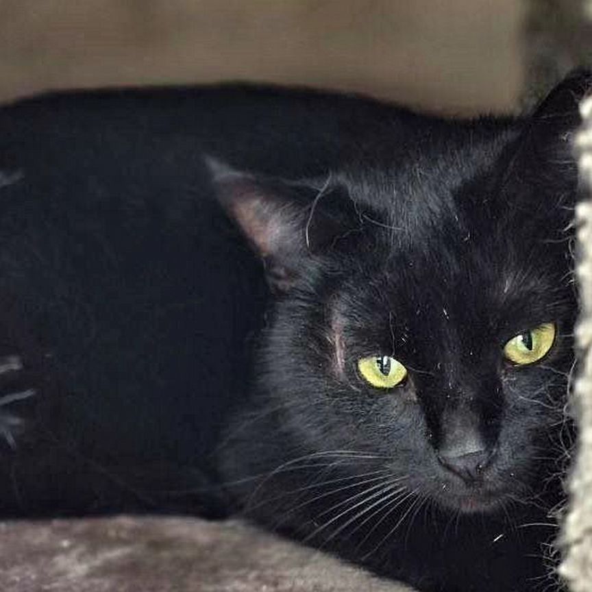 Взрослая, кошка в добрые руки