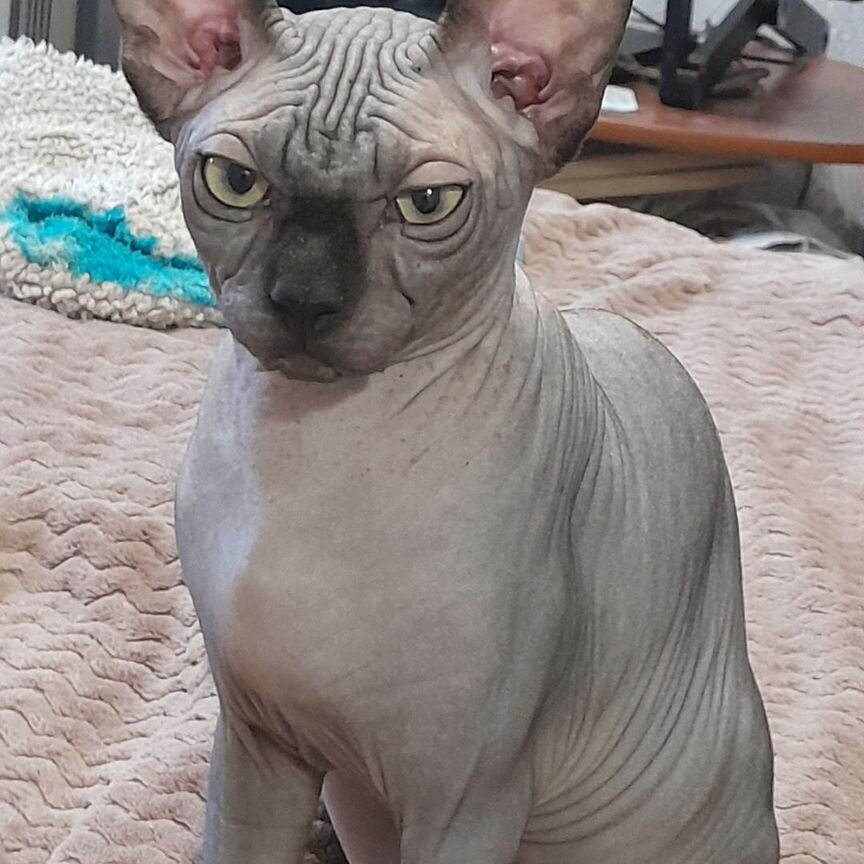 Канадский сфинкс