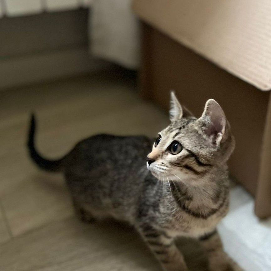 Малышка в поисках дома, котёнок