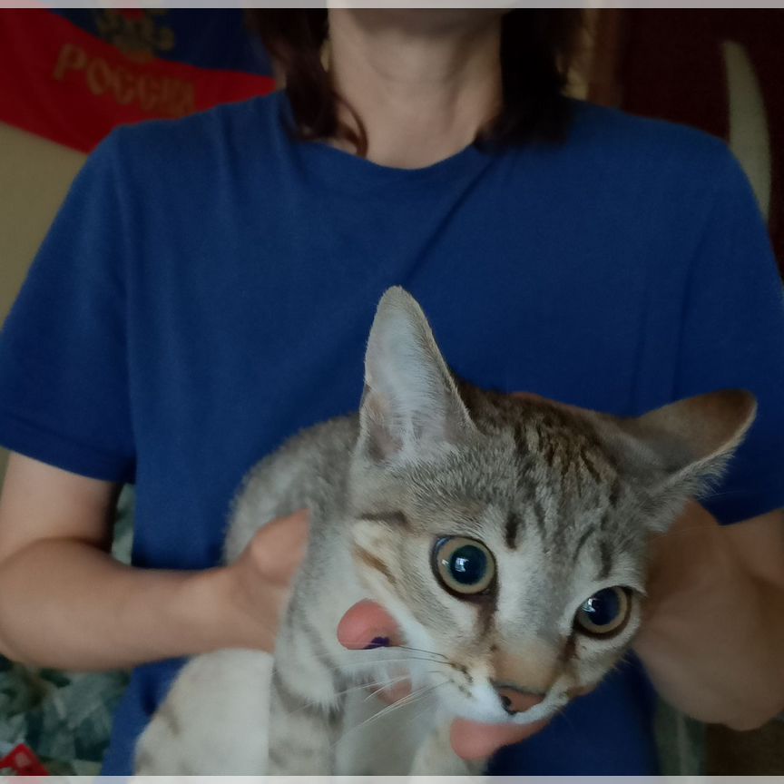 Котёнок от частного владельца