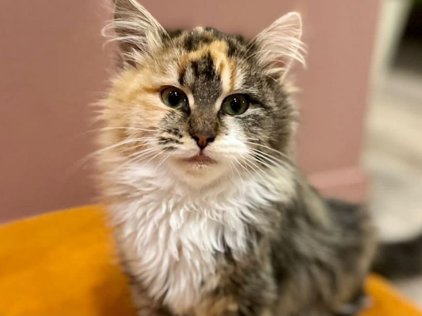 Котенок ищет дом