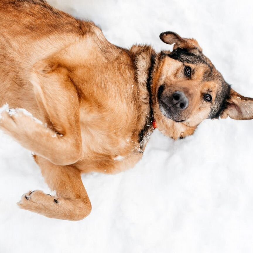 Собака в добрые руки