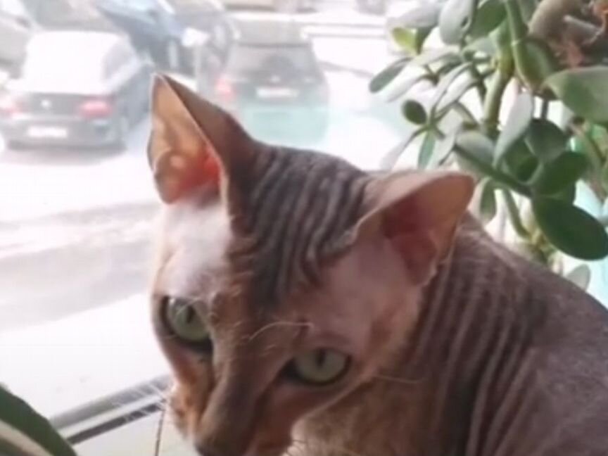 Кошка без шерсти