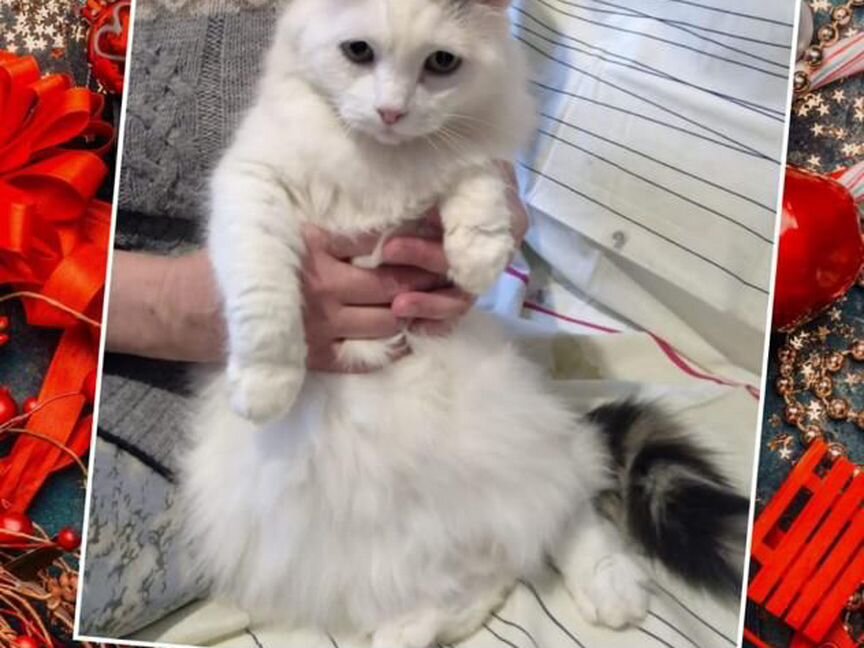 Кошки из частного приюта ищут дом