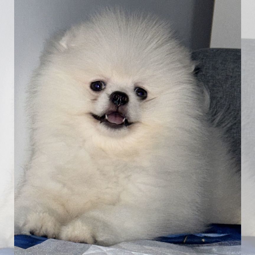 Померанский шпиц, щенок