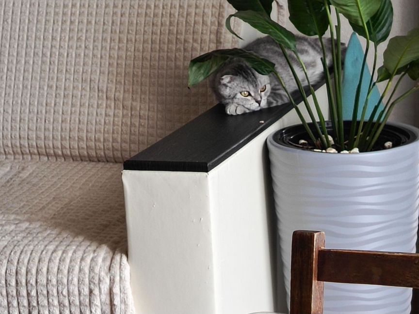 Шотландская вислоухая кошечка