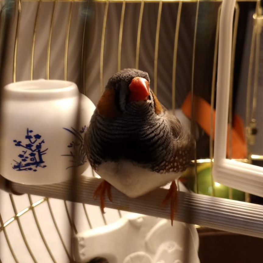 Птичка Амадина