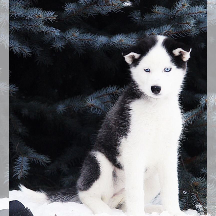 Сибирский хаски, щенок