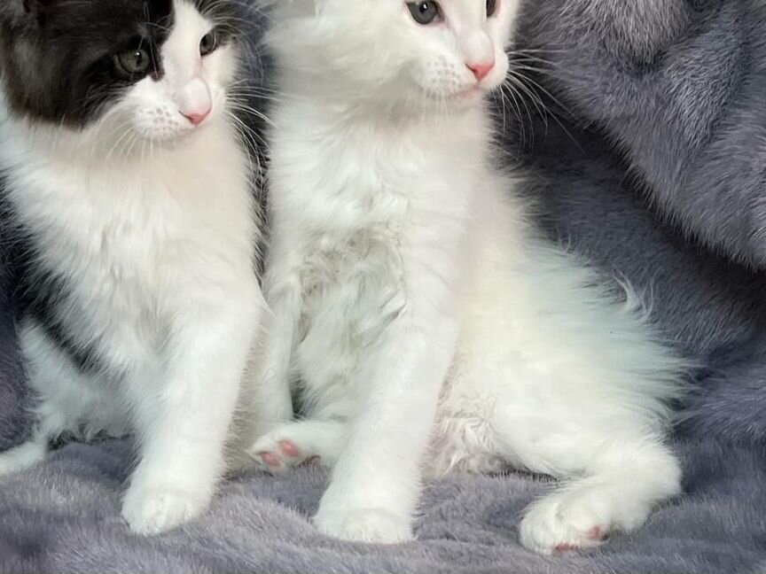 Мейн-кун белый котик