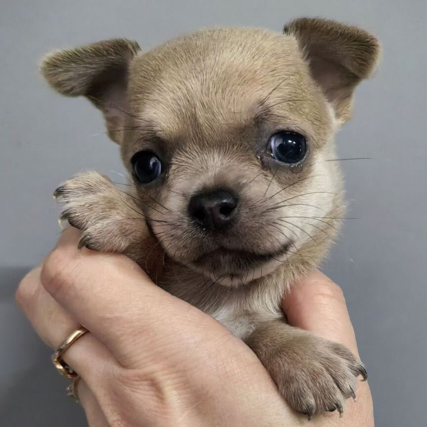 Чихуахуа, щенок