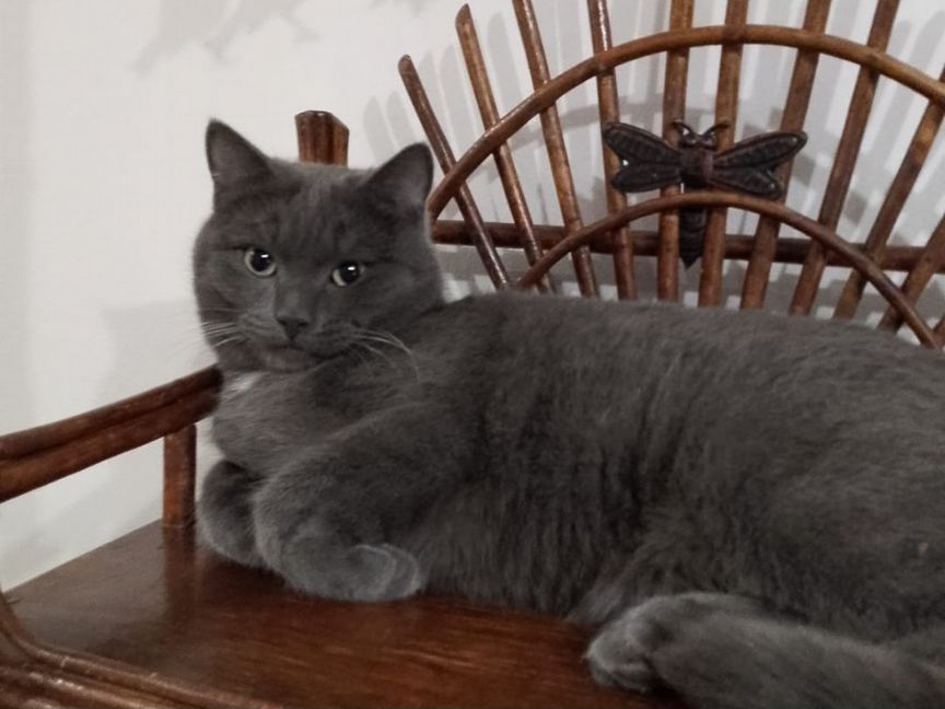Кот в добрые руки
