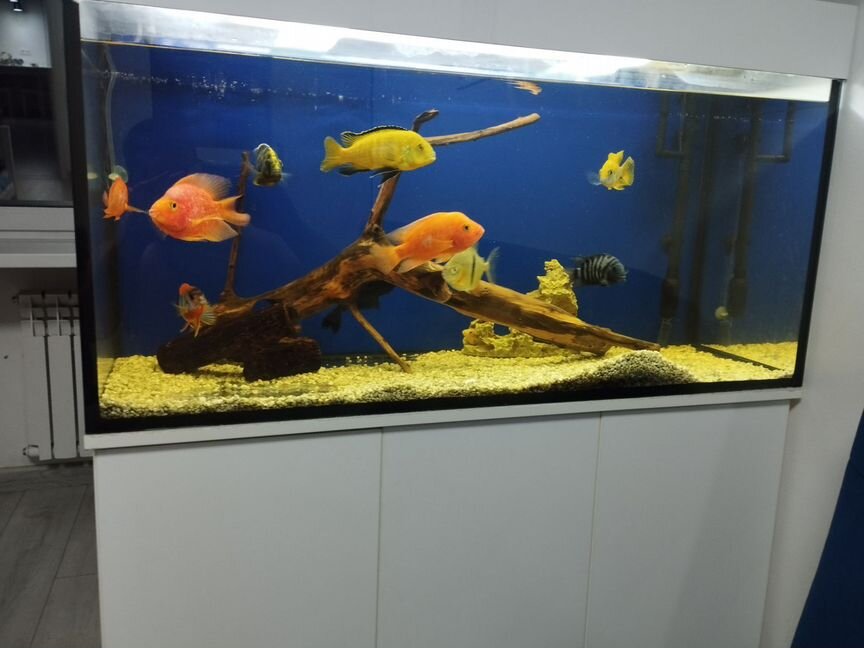 Аквариум 200 литров с тумбой, внешний фильтр, рыбы