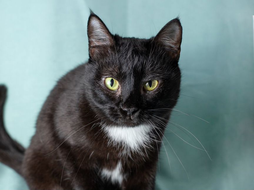 Кошечка Птичка в добрые руки