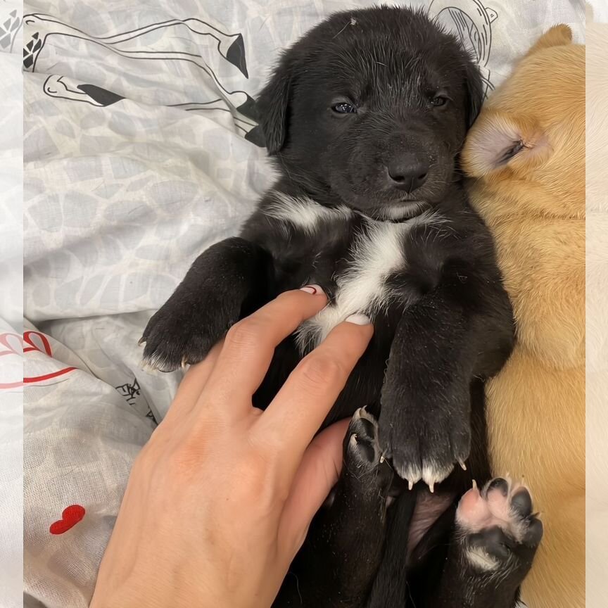 Щенок в добрые руки