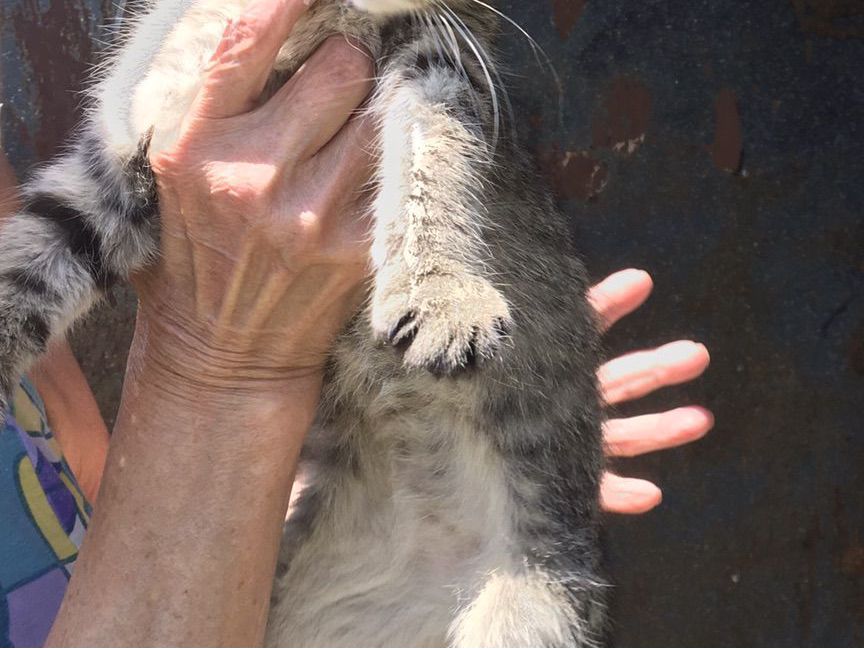 Ищем дом котенку