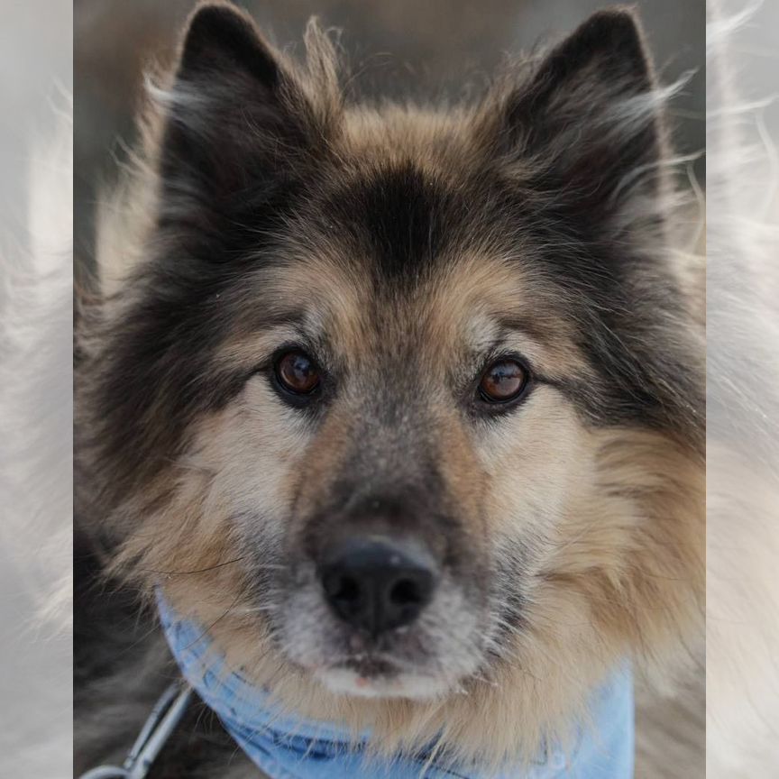 Взрослый пёс в добрые руки