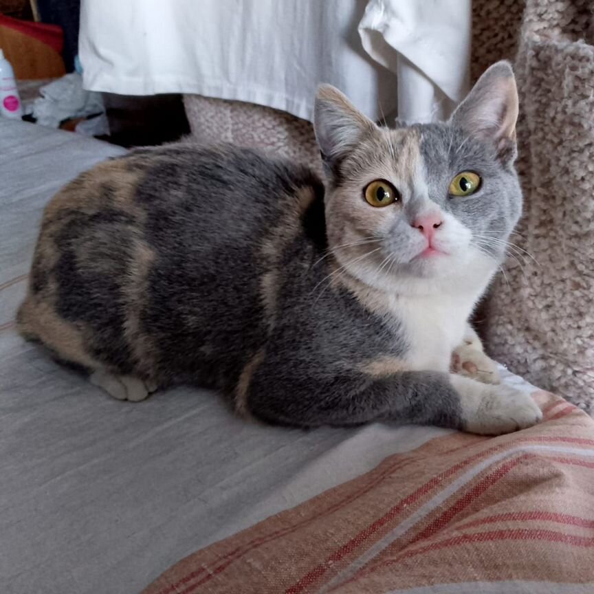 Кошки