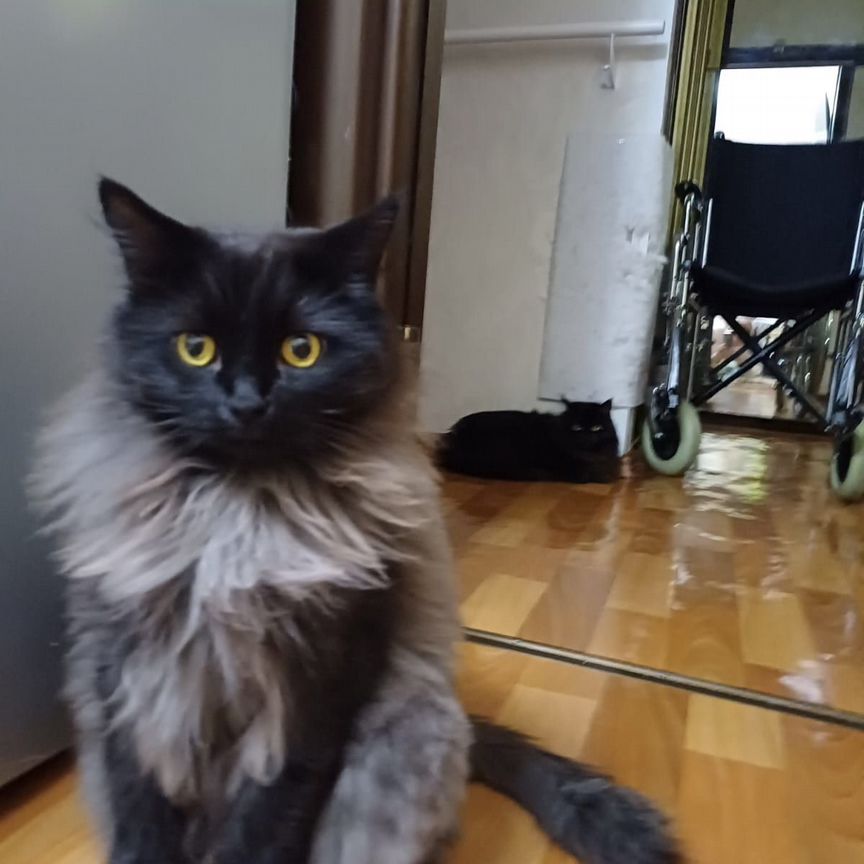 Кот
