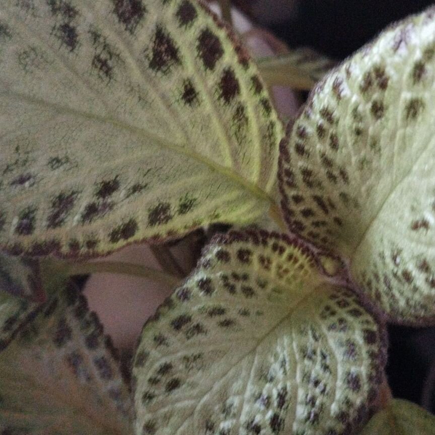 Трава для аквариума