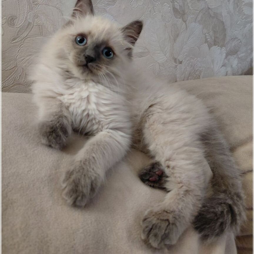 Невский маскарадный котёнок